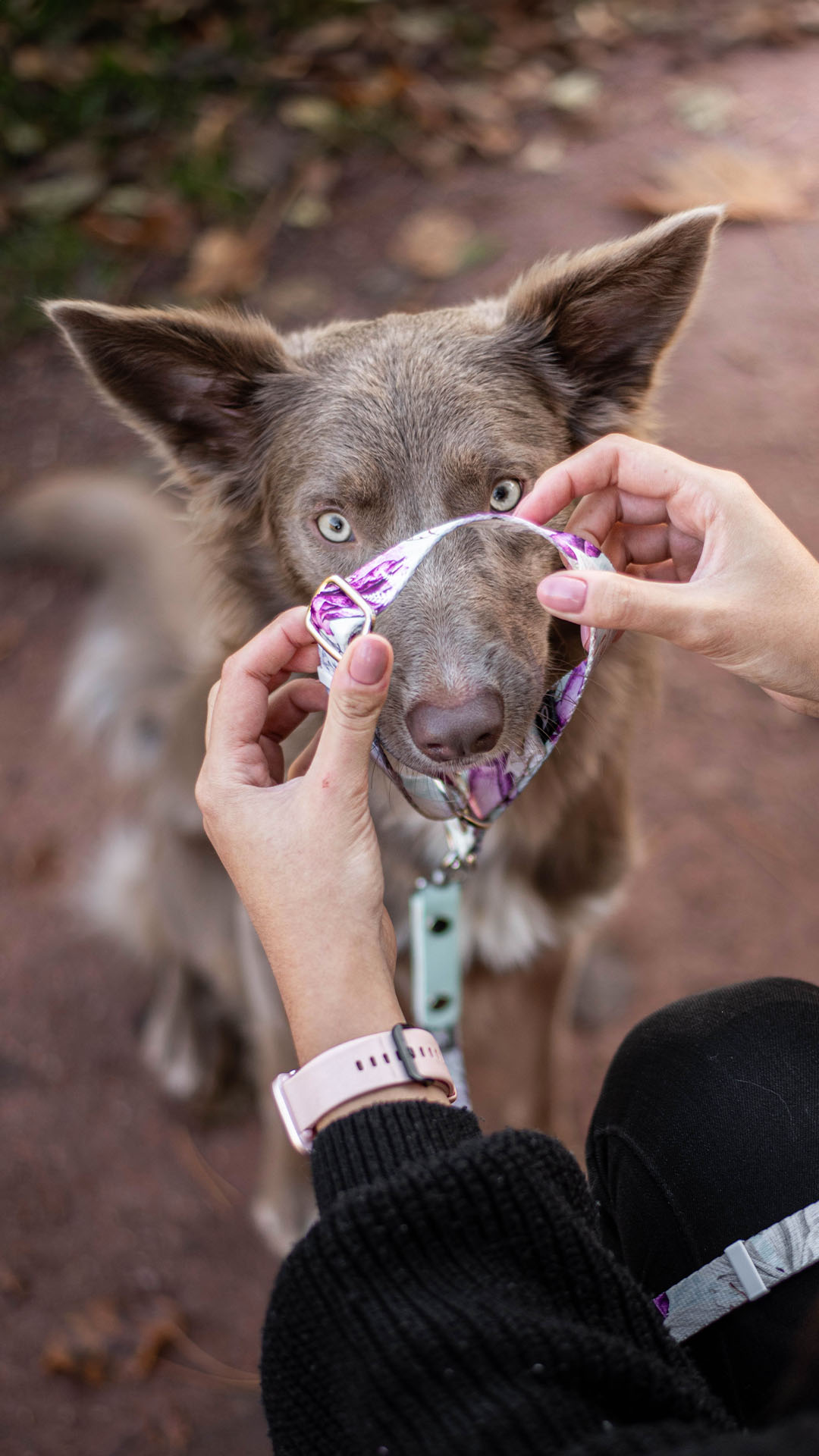 Dog collar Basic Collection Bloom | Obodog